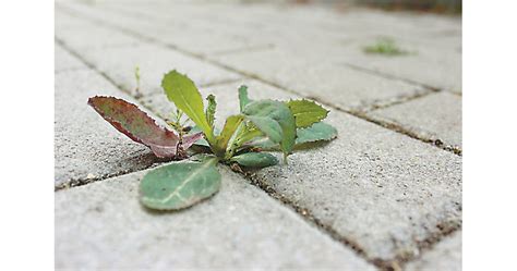 Борба с плевелите без химикали Български Фермер
