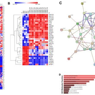 Heatmap STRING Interaction And GO Molecular Functional Analysis A Download Scientific
