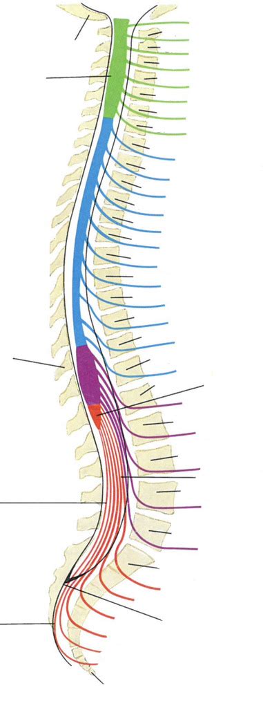 Back Diagram Spinal Cord 3 Netters Diagram Quizlet