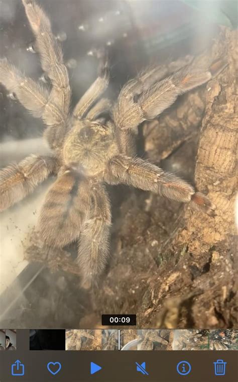 Bad Pics But Its A P Cambridgei Any Idea What Sex The Camera Doesnt