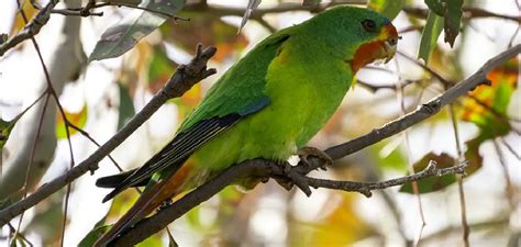 Swift Parrot Spiritual Meaning Symbolism And Totem 2025
