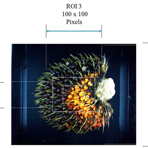 Pdf Oil Palm Fresh Fruit Bunch Ripeness Classification Based On Rule Based Expert System Of