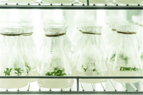 자연 약물 연구 유리 제품에서 천연 유기 및 과학 추출 대체 녹색 약초 실험실 및 개발 개념 스톡 사진 0명에 대한 스톡 사진 및 기타 이미지 Istock