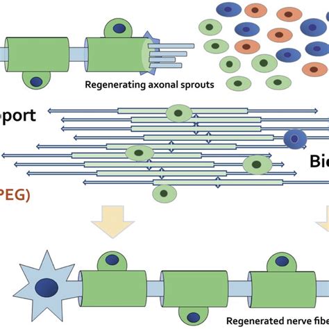 Schematic Demonstration Of Superior Nerve Regeneration With Special Download Scientific Diagram