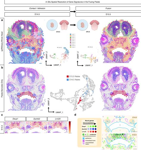Multimodal Spatiotemporal Transcriptomic Resolution Of Embryonic Palate