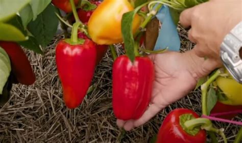 Як виростити солодкий перець поради дачникам Читайте на Ukr Net