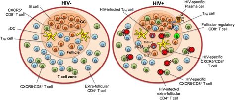 Follicular Cd8 T Cells Origin Function And Importance During Hiv