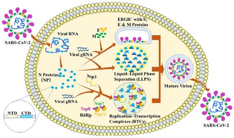 Sars Cov 2 Nucleocapsid Protein The Nucleocapsid N Protein Plays Download Scientific Diagram