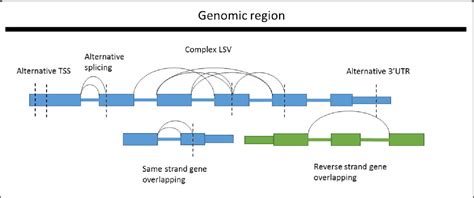 Figure 1 From Bioinformatics Tools For Rna Seq Gene And Isoform