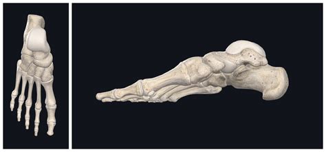 Diagram Of Tarsal Bones Quizlet