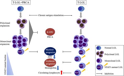Lgl Leukemia Pathogenesis