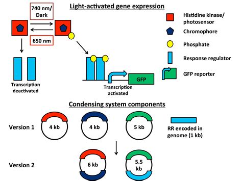 Synthetic Photobiology Optogenetics For E Coli