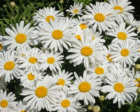 Silver Princess Shasta Daisy The Classic Landscape Company Garden Centre D Design Regina