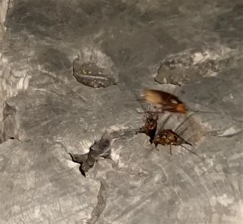 How Do I Get Rid Of This Roach Infested Tree Stump R Pestcontrol