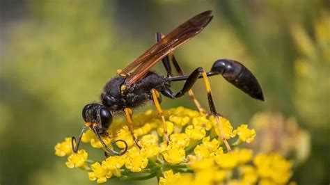 Las Avispas Macho Desarrollaron P As En Sus Genitales Para Defenderse Revel Estudio Infobae