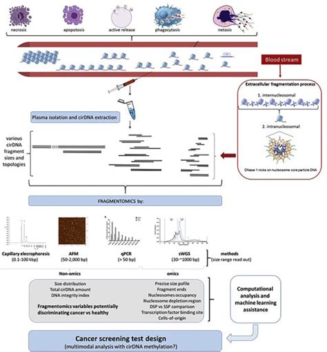 Circulating Dna Fragmentomics And Cancer Screening Cell Genomics