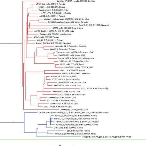 Global Analysis Of Bacillus Anthracis Genomes Based On Snps Analysis