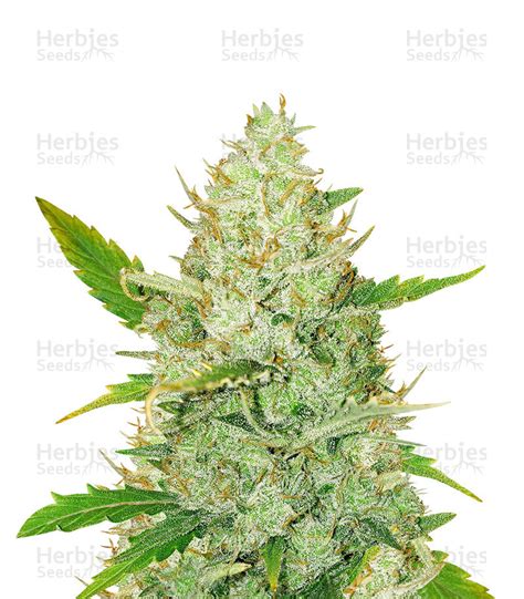 Wedding Glue Strain Seedfare Find The Perfect Seed At The Right Price