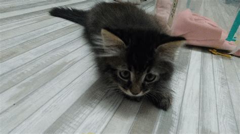 The Spell Zalgo Applejack R Creepypasta