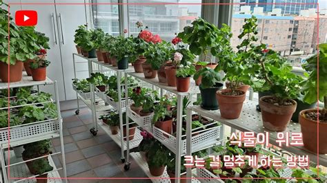 식물이 위로 크는 걸 멈추게 하는 방법아주 간단해요 Youtube