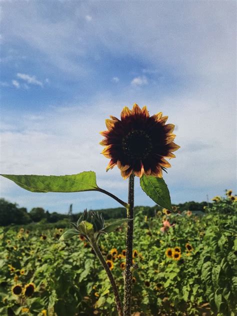 Sunflower On Tumblr