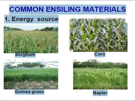 Corn Silage Production Nilo Padilla Pdf