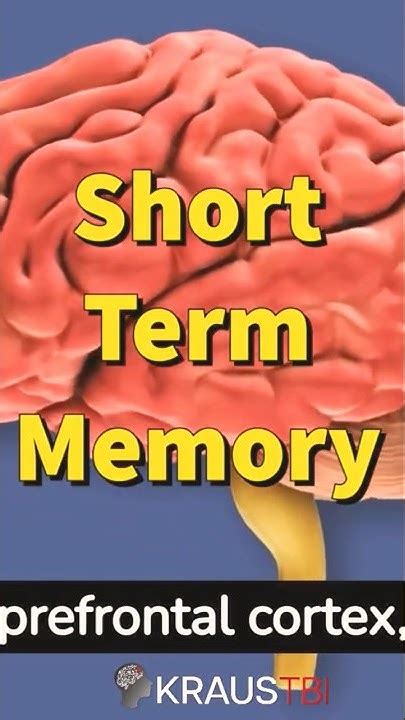 Short Termlong Term Memory Conversion Memory Shorts Brain Cortex Neuroscience Kraus