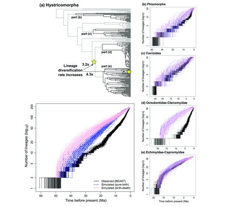 2 Observed Patterns Of Lineage Diversification In The Rodent Clade
