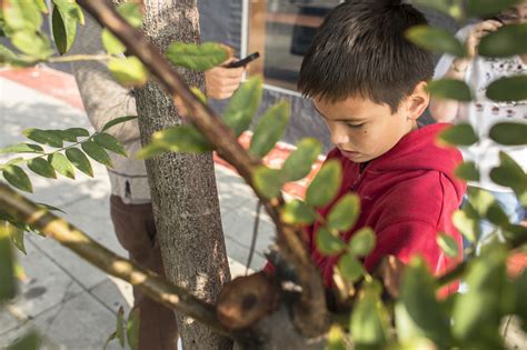 5 Reasons We NEED To Map Trees TreePeople