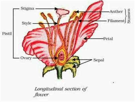 Labelled Diagram Of Longitudinal Section Of A Flower EduRev Class 10