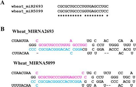 two new wheat mirnas identified in crown tissues a sequence alignment