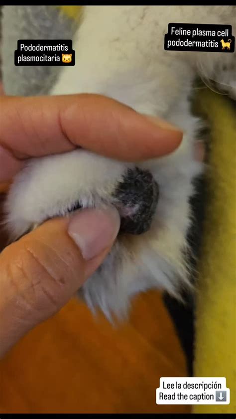 Dra Msc Nicole Jeria Dermvet Vregion • Instagram Photos And Videos