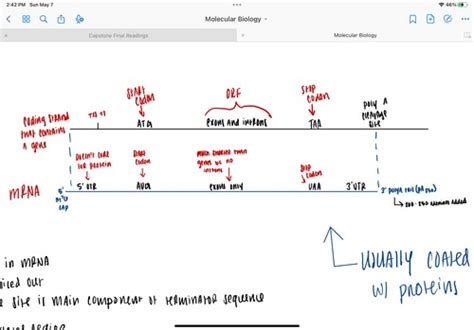 RNA Processing Flashcards Quizlet