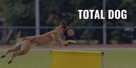 Sexing Puppies — How To Determine The Sex Of Newborn Puppies