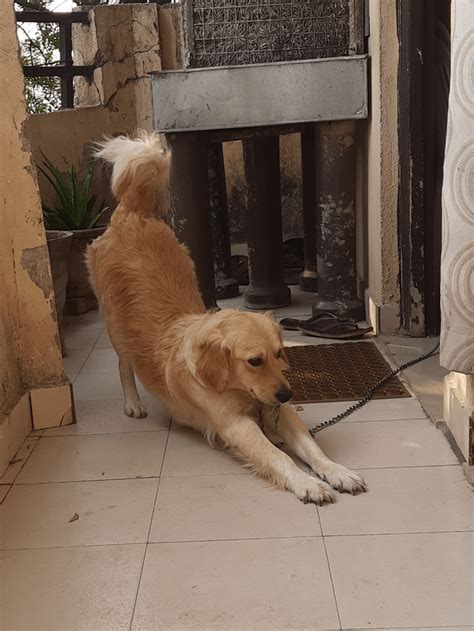 Standard Issue Stretch Rooobigstretch