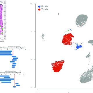 Spatial Transcriptomics And Single Cell Based Analysis Of Human Download Scientific Diagram