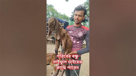 গরিবের বন্ধু সাইফুল ভাইয়ের কাছে পাবেন অসাধারণ কালেকশনের দারুন দারুন ছাগল 🐐 ছাগলের হাট ছাগলের
