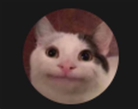 Look At My Tabby Bee Fandom