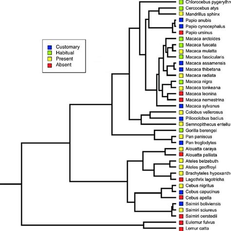 Complete Phylogeny For All 38 Species Used In The Analysis Branch