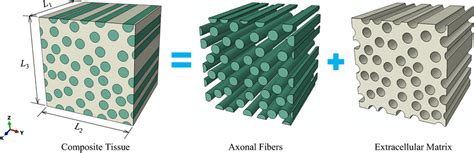 White Matter Rve With Random Distribution Of Identical Axonal Fibers Download Scientific