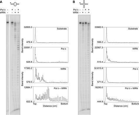 WRN And DNA Pol Co Operate To Degrade Bubble And X Junction DNA WRN Download Scientific