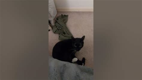 Sam likes to chase his tail and his owner didn't know. I got it on camera this time. #cat #play ...