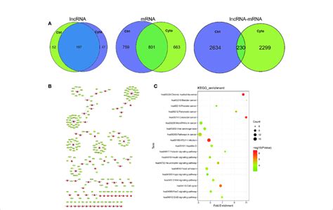 A Comparison Of Lncrna Mrna And Lncrna Mrna Regulatory Relations In