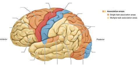 Structure Of Cerebral Cortex Diagram Quizlet