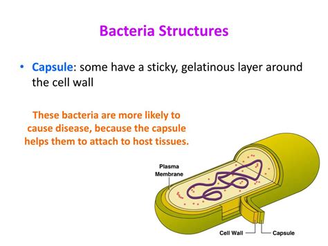 Ppt Classification Of Bacteria Powerpoint Presentation Free Download