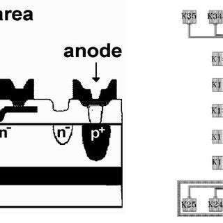 Left Vertical Cross Section Of The SPAD Device Right 5 5 Array Download Scientific Diagram