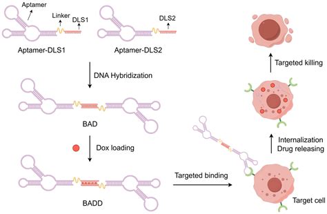 Development Of Bivalent Aptamer Dna Carrier Doxorubicin Conjugates For Targeted Killing Of