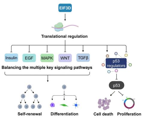 Crispr Screen Identifies Eif3d As Critical Regulator Of Stem Cell Pluripotency Maintenance