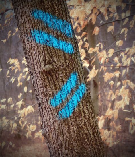 무료 이미지 숲 겨울 목재 하이킹 꼬리 잎 녹색 색깔 푸른 자료 나무 직물 크리에이티브 커먼즈 미술 재킷 낙엽 펜실베니아 랭커스터 카운 티