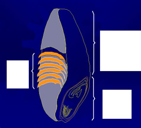 Structure Of Wheat Kernel Diagram Quizlet